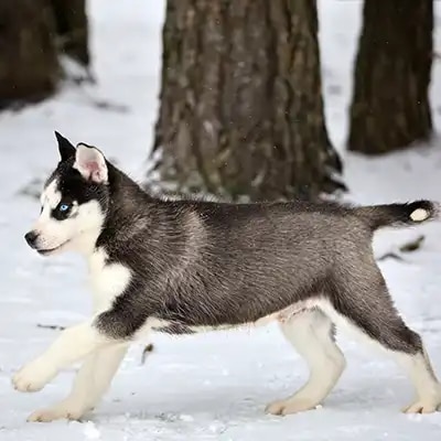 Siberian Husky Dog Breed Guide | Hill's Pet US