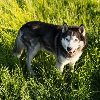 Siberian Husky Dog Breed Guide | Hill's Pet US