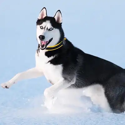 Siberian Husky Dog Breed Guide | Hill's Pet US
