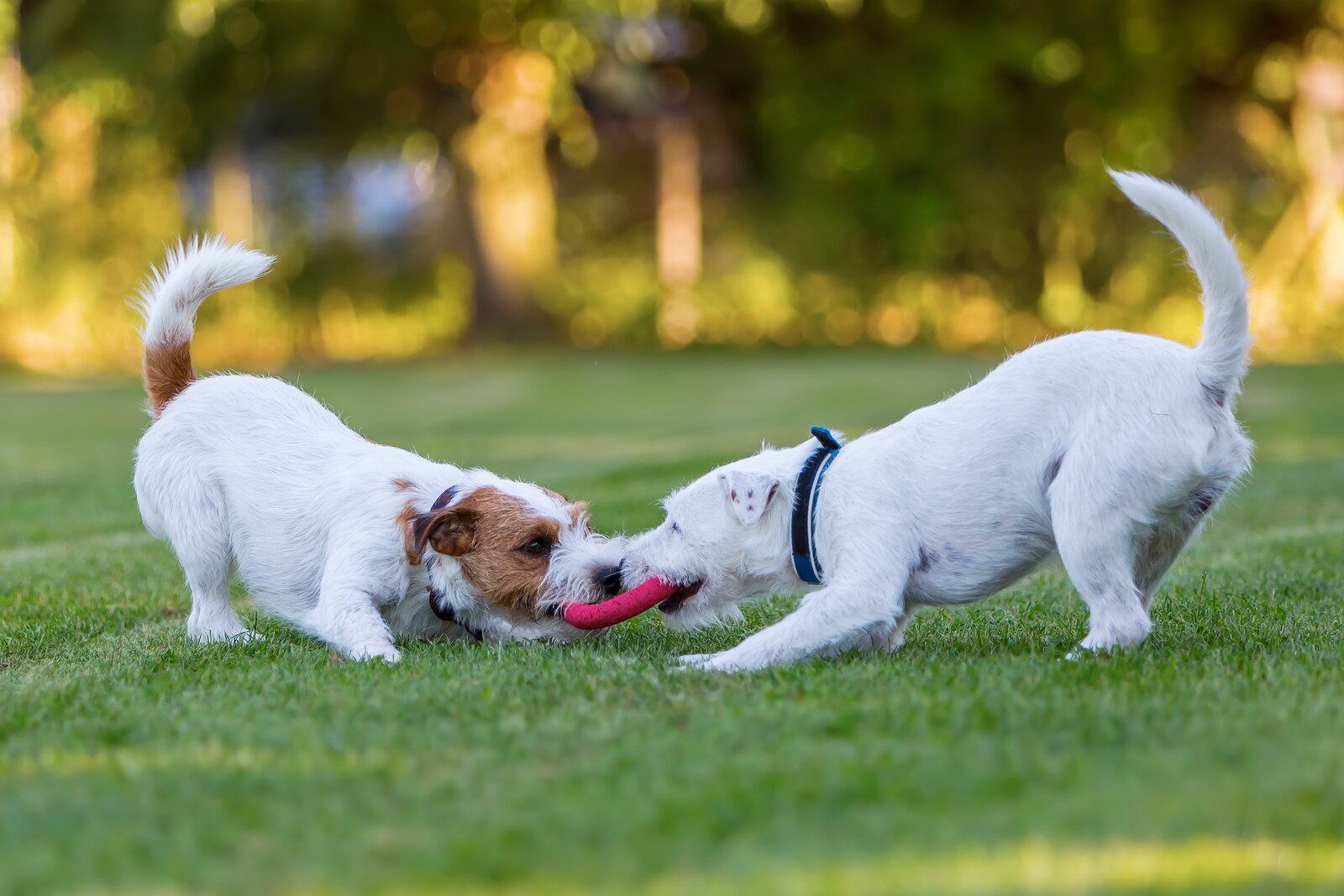 Dog Play Differences Between Fun And Aggression Hill s Pet