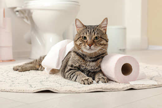 How To Make A DIY Cat Proof Toilet Paper Holder Hill s Pet