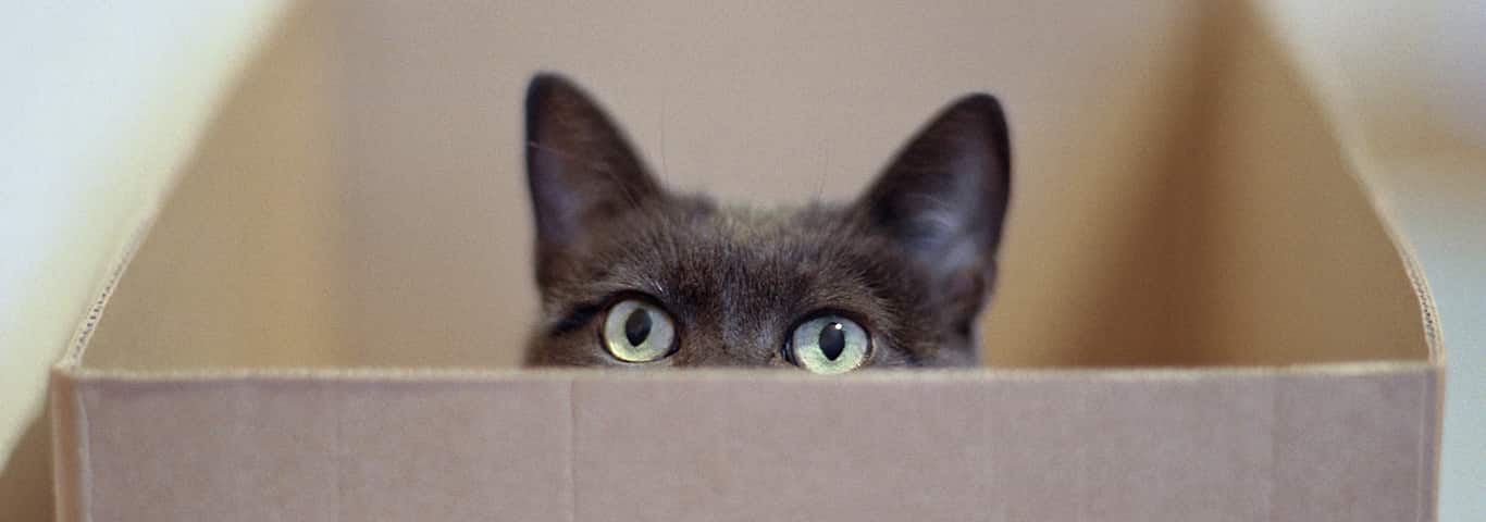 Why Do Cats Like Cardboard Boxes Hill s Pet