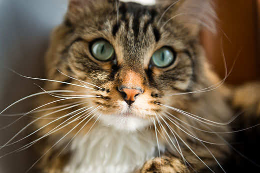 Why Do Cats Have Whiskers Above Their Eyes
