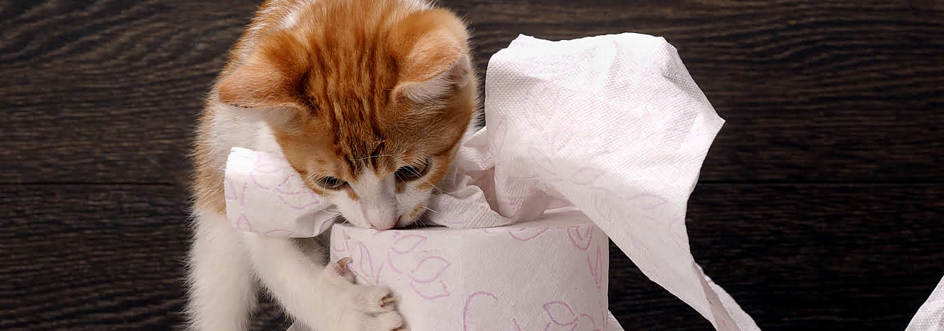 How To Make A DIY Cat Proof Toilet Paper Holder Hill s Pet