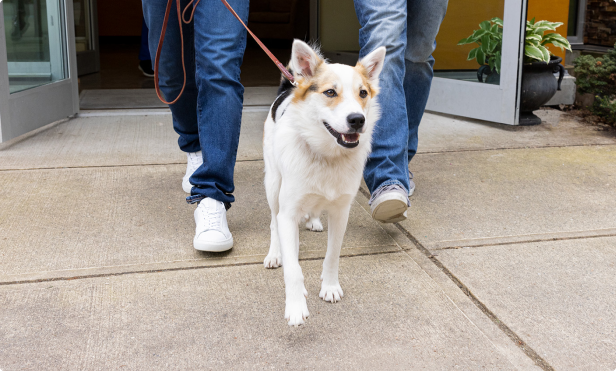 Golden Retriever Breed Guide Hill s Pet US Golden Retriever Breed Guide Hill s Pet US
